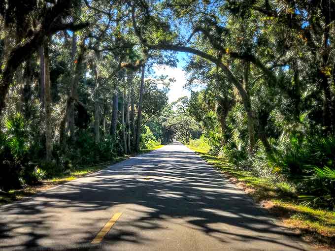 The oak-lined corridor creates a natural archway, branches reaching across the road like old friends greeting each other after a long absence.