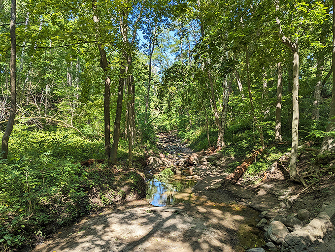 Sunlight filters through the forest canopy, illuminating this peaceful stream crossing where children often pause to toss pebbles.
