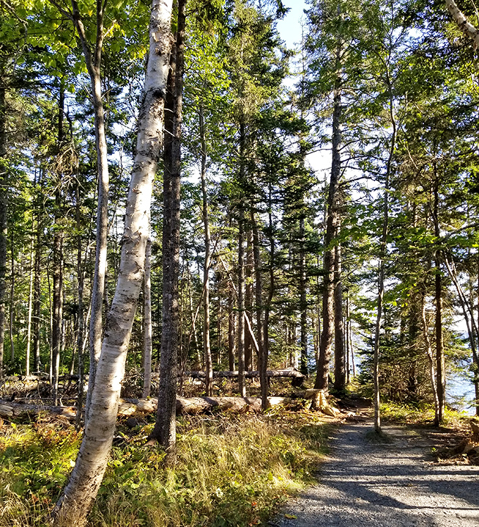 Towering pines stand sentinel along the trail, their needled canopy filtering sunlight into an ethereal Maine woodland glow.