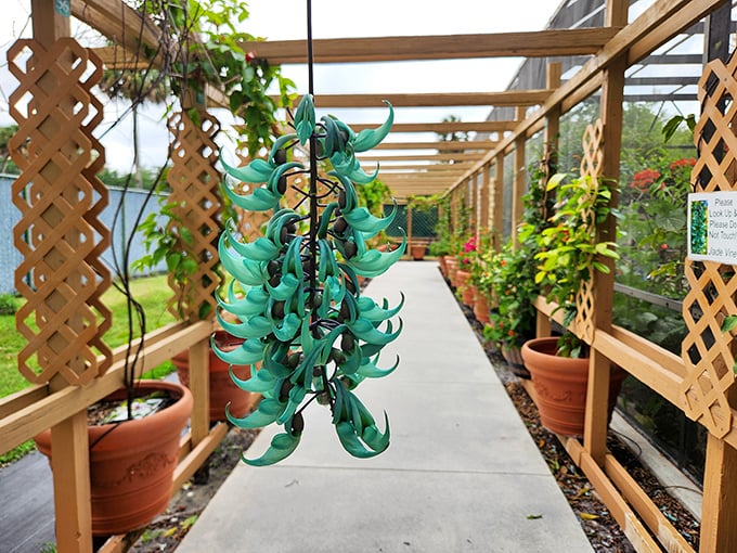Jade vine flowers dangle like exotic aquamarine jewelry &ndash; nature's way of showing off its most unexpected color combinations.