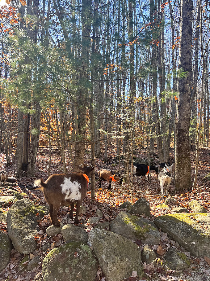 Goats grazing contentedly in their pasture, the quintessential image of sustainable farm life in rural Maine.