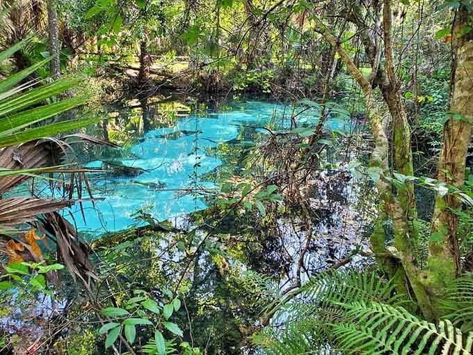 The spring run meanders through vegetation so lush it looks like a movie set, except this paradise requires no special effects or Hollywood budget.