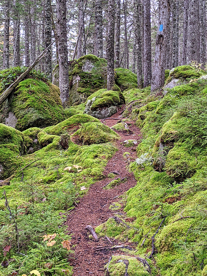 Nature's plush carpet lines this enchanted forest path. Moss: making rocks comfortable since the dawn of time and putting your memory foam mattress to shame.