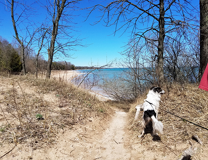 Four-legged explorers find their own kind of paradise here, where every sniff tells a story only they can understand.