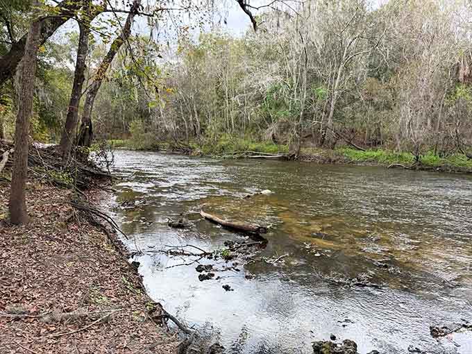 The sandy banks and clear water create ideal conditions for spotting fossils without specialized diving equipment or training.