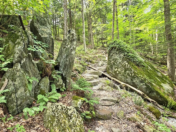 Gentle journey: The forest's peaceful progression through rough stones mirrors the hiker's own path &ndash; sometimes challenging, always rewarding.