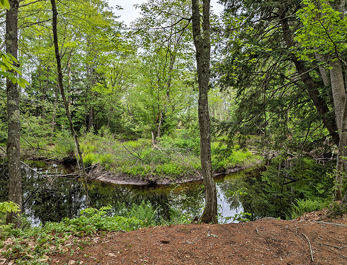 A crystal-clear stream winds through ferns and moss, nature's perfect soundtrack accompanying your forest wanderings.