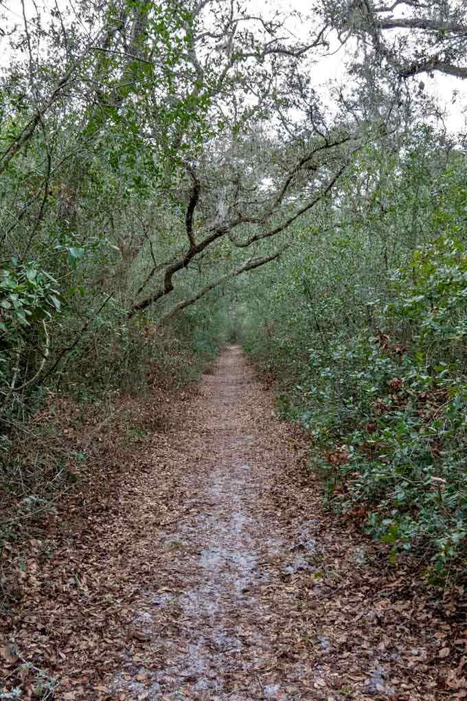 The trail beckons like that friend who always knows about the cool spots nobody else has discovered yet.