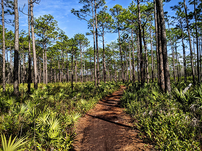 Wooden walkway wonders: This curved boardwalk invites exploration through pine forests that whisper old Florida secrets to those who listen.