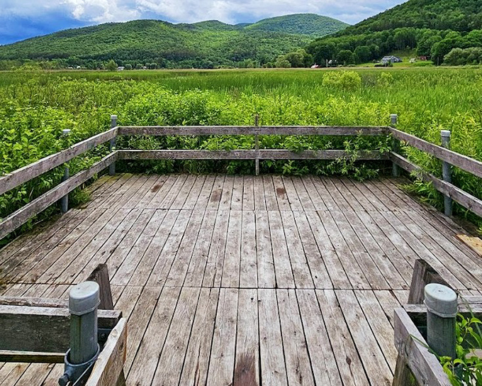 Nature's observation deck, perfect for contemplating life or pretending you're a marsh overlord.