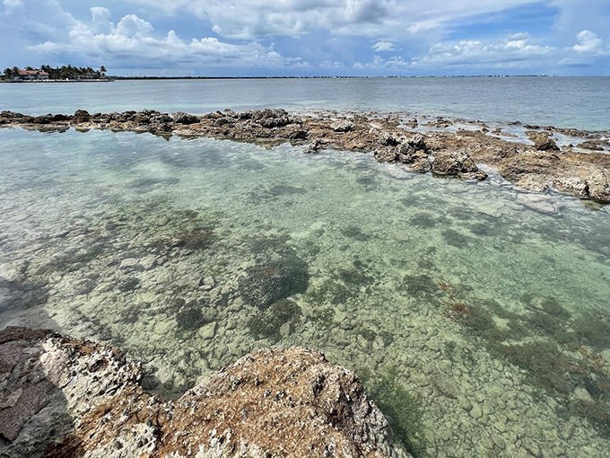 Nature's infinity pool: Where reef meets open water in a dance of textures and colors that no luxury resort could ever replicate.