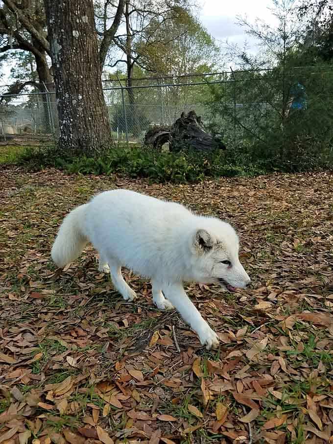This Arctic wolf's stunning white coat and gentle demeanor make it look like it wandered straight out of a fantasy novel into Florida.