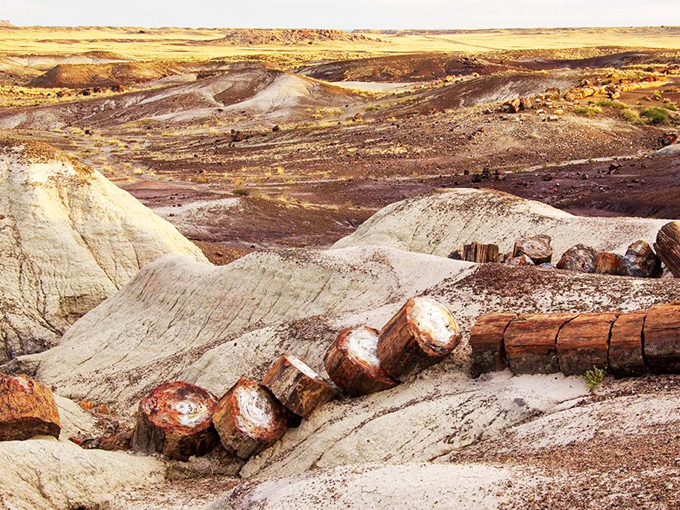 Ancient trees transformed: Petrified logs scatter across the landscape like colorful jewels, their wood long ago replaced by brilliant minerals.