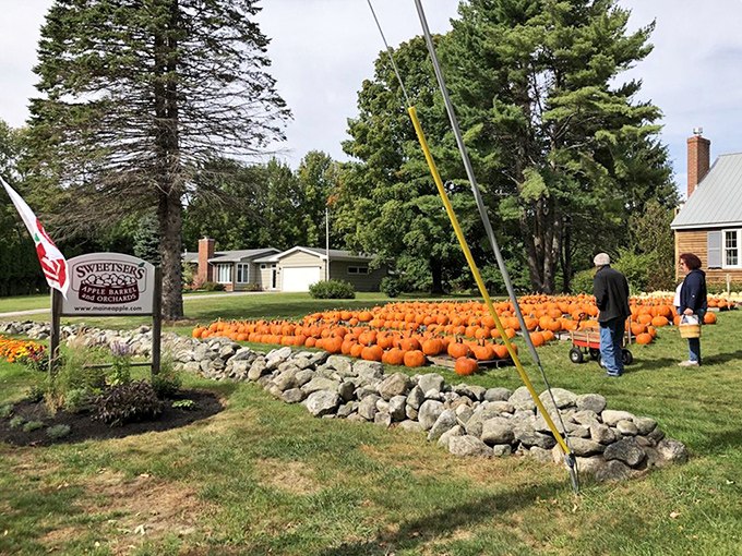A field of bright orange pumpkins at Sweetser's Apple Barrel and Orchards, ready for visitors to select their perfect autumn decoration.