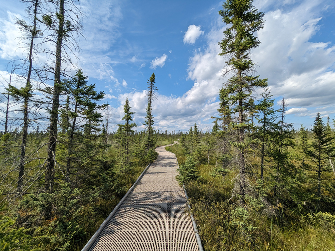 big bog state recreation area 3