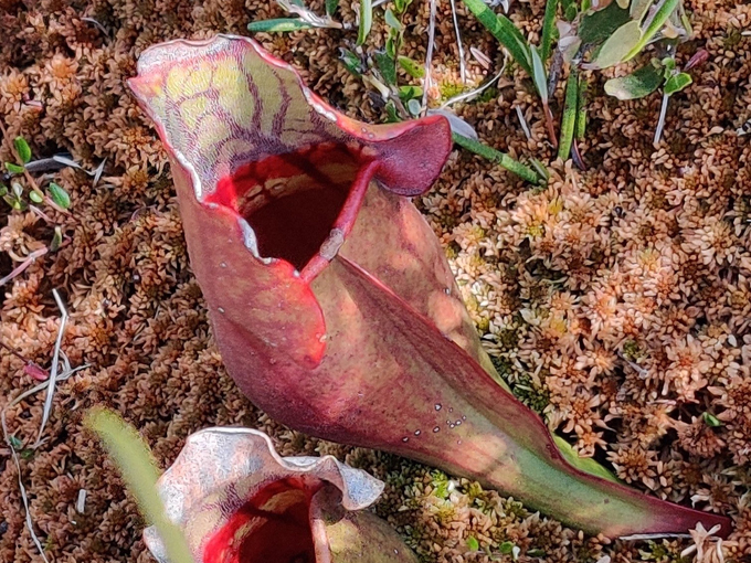 big bog state recreation area 4