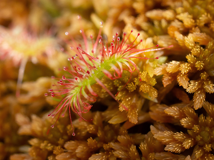 big bog state recreation area 5