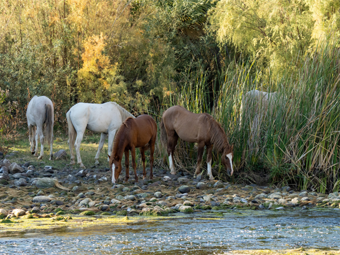 blue point recreation area 4