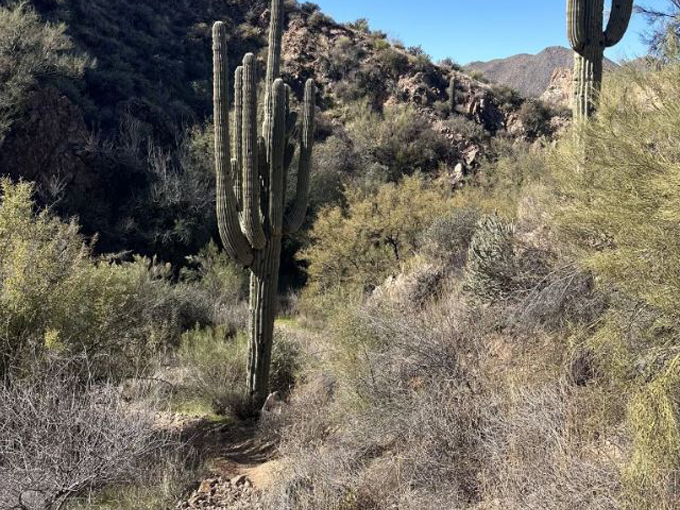 butcher jones trail 8