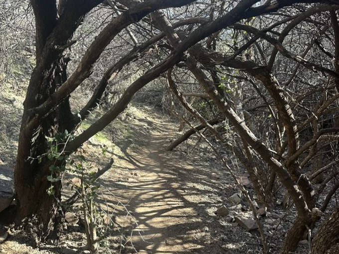 butcher jones trail 9