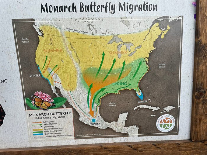 Butterfly Wonderland 5