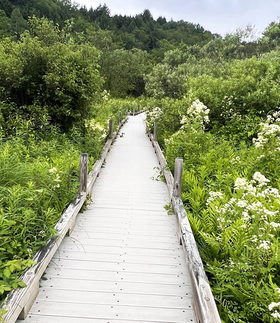 enchanting boardwalk trail vermont ftr