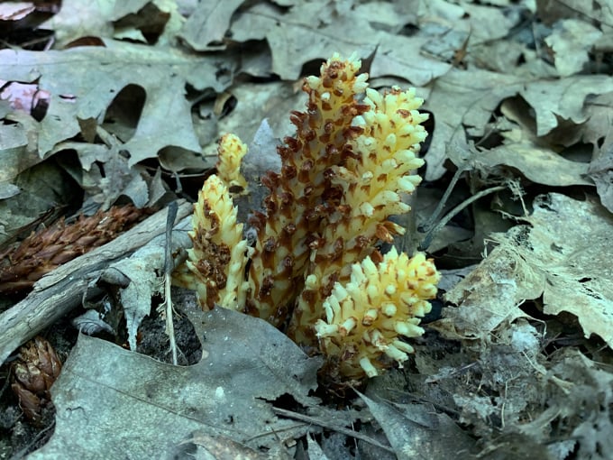 Lake of the Clouds 6