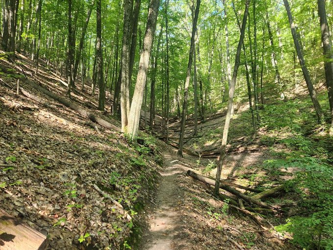 Manistee River Trail 2