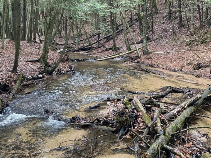 Manistee River Trail 4
