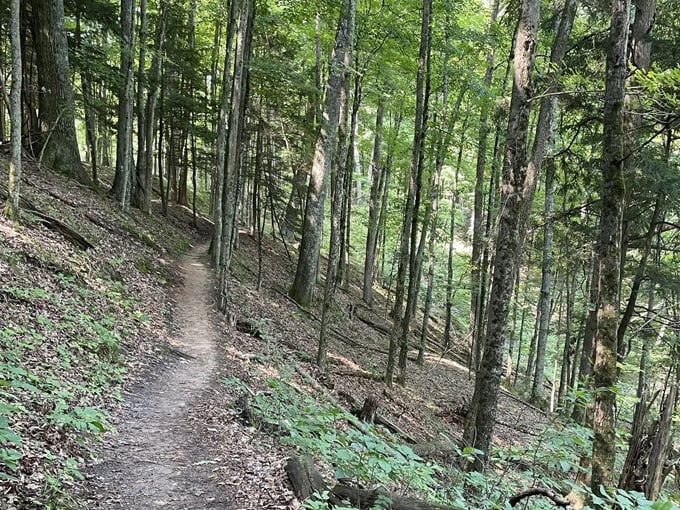 manistee river trail 5 1