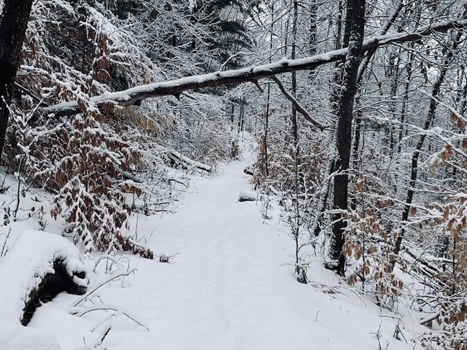 manistee river trail 9 1