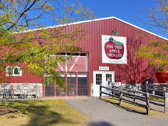 pine tree apple orchard 1