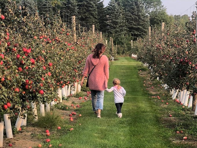 pine tree apple orchard 3