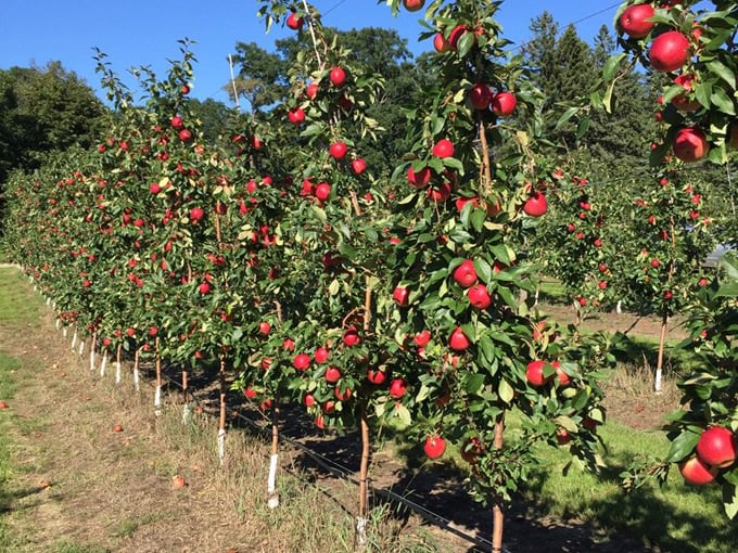 pine tree apple orchard 4