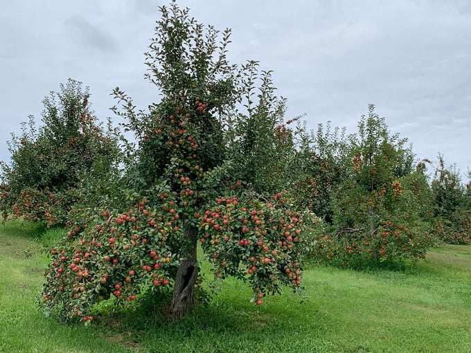 pine tree apple orchard 9