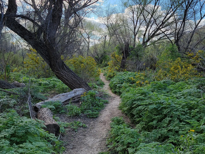 sonoita creek state natural area 6