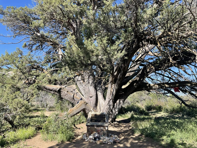 The big juniper 2