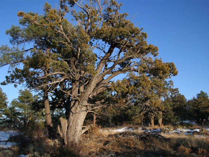 The big juniper 3