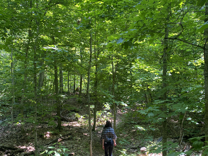 tunnel of trees hike 4