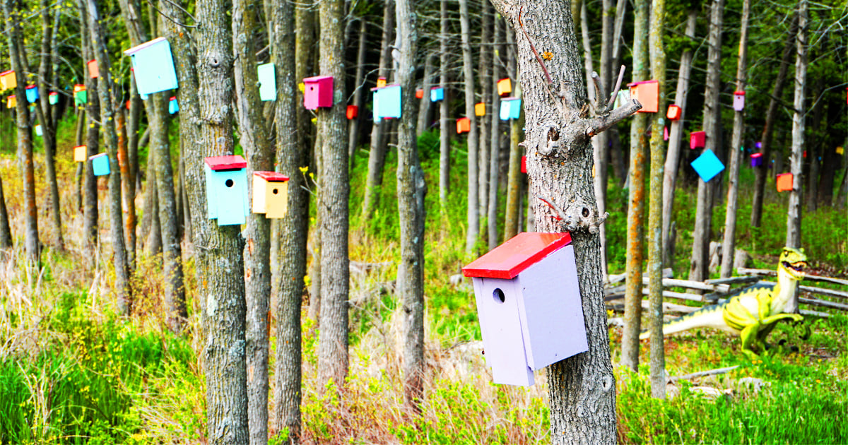birdhouse forest at vermont ftr