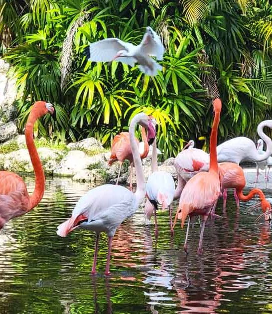 flamingo botanical garden florida ftr
