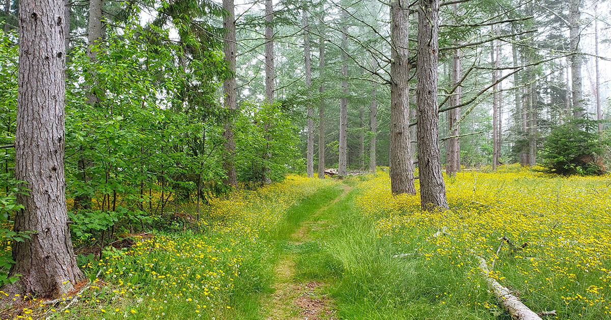 forested hike in maine ftr