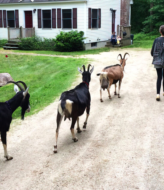 goat hiking adventure maine ftr