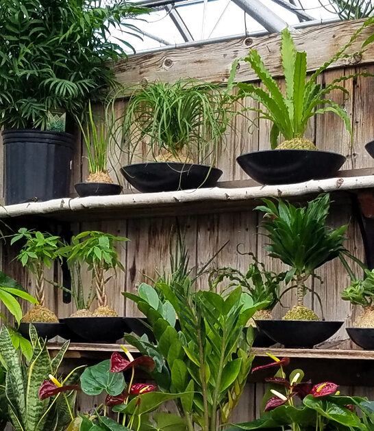 greenhouse restaurant vermont ftr