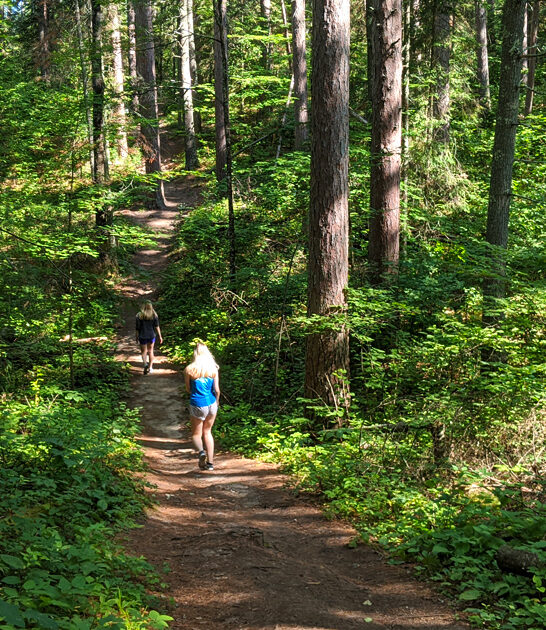 lost 40 forest minnesota FTR