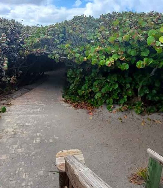 majestic tree tunnels florida ftr