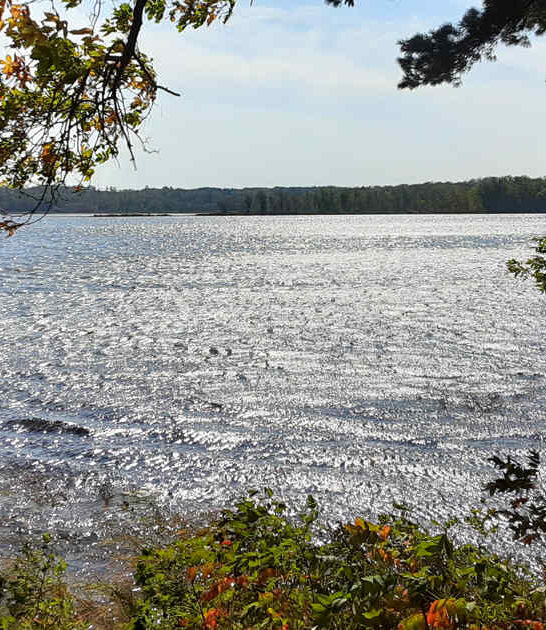 pillsbury state forest minnesota ftr