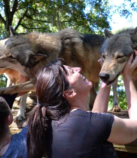 seacrest wolf preserve florida ftr