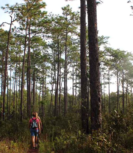 sinkhole cave trail florida ftr