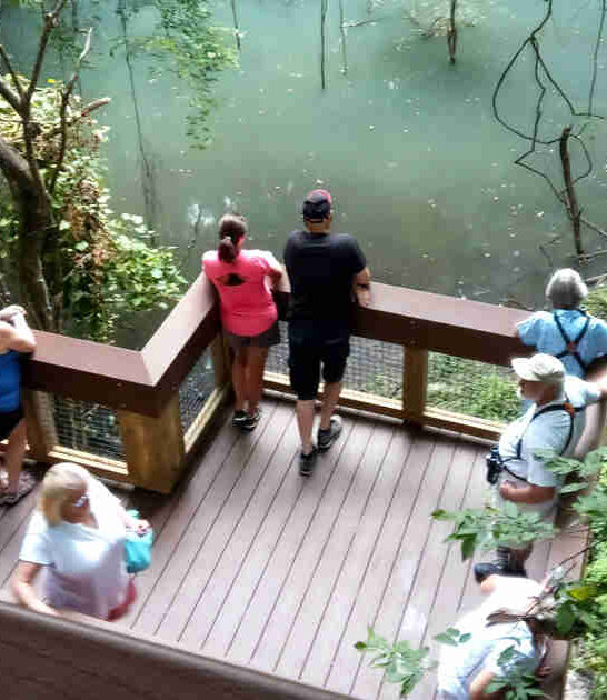 staircase sinkhole in florida ftr